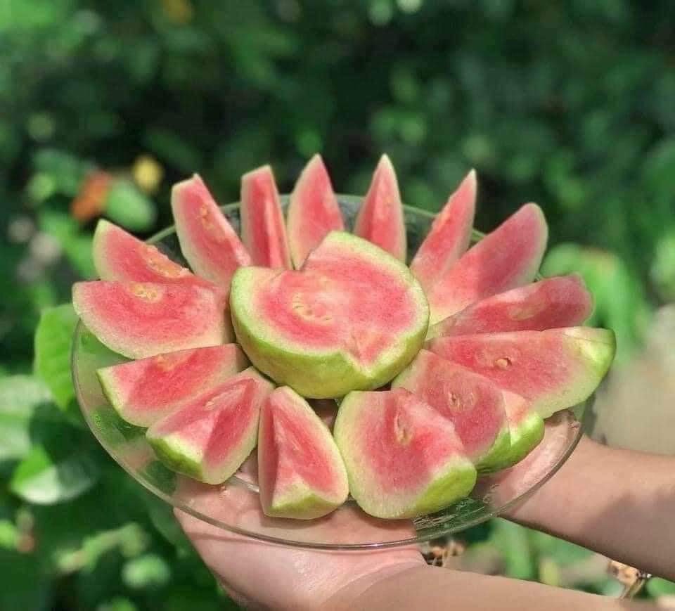 1 Ruby Red Guava Plant, Fruit Tree Planting Exotic Delicious Tropical ...