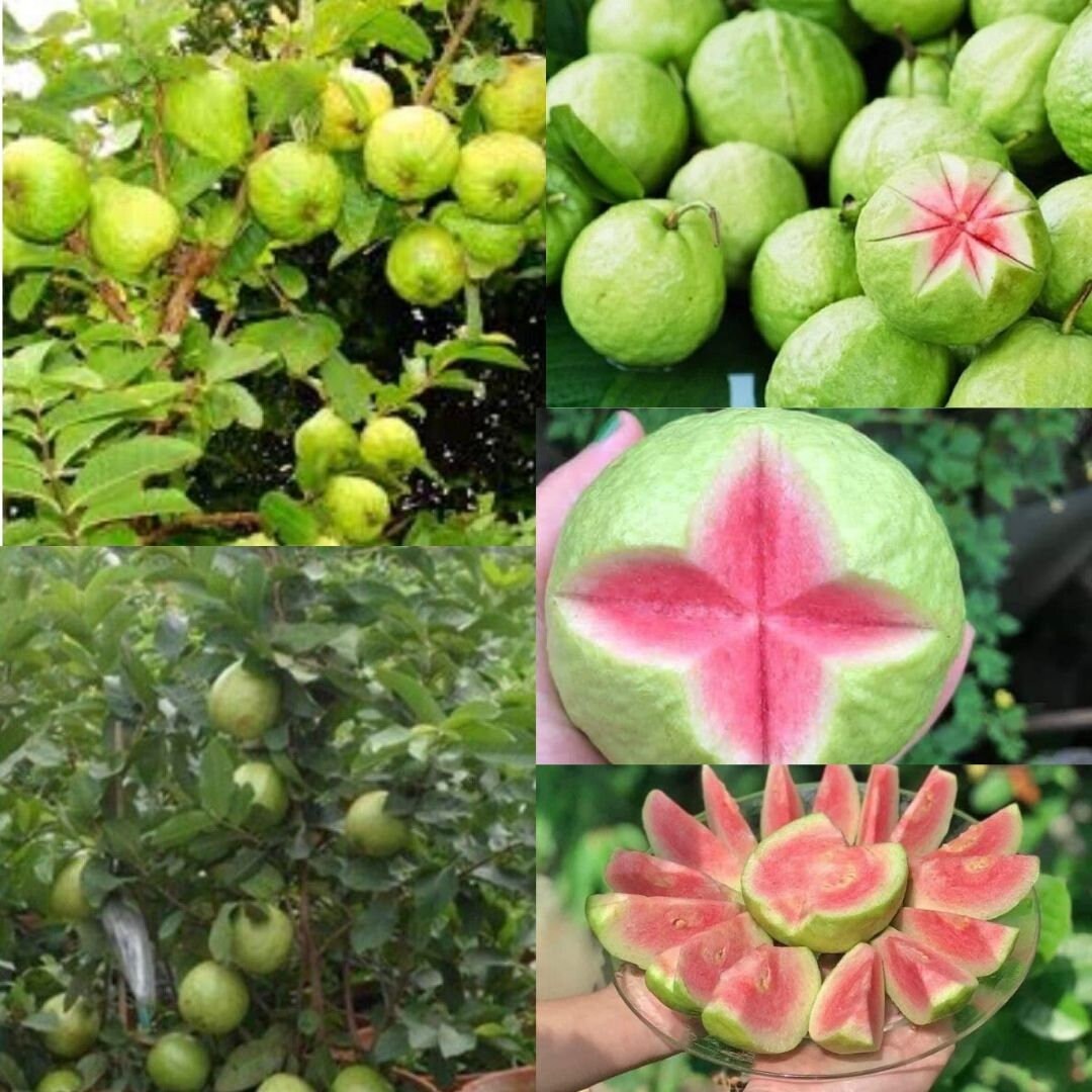 1 Ruby Red Guava Plant, Fruit Tree Planting Exotic Delicious Tropical ...
