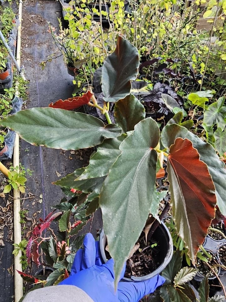 Pink Angel Wing Begonia torch Pink Live Plant Ship in Pot 10 to 12 Tall ...