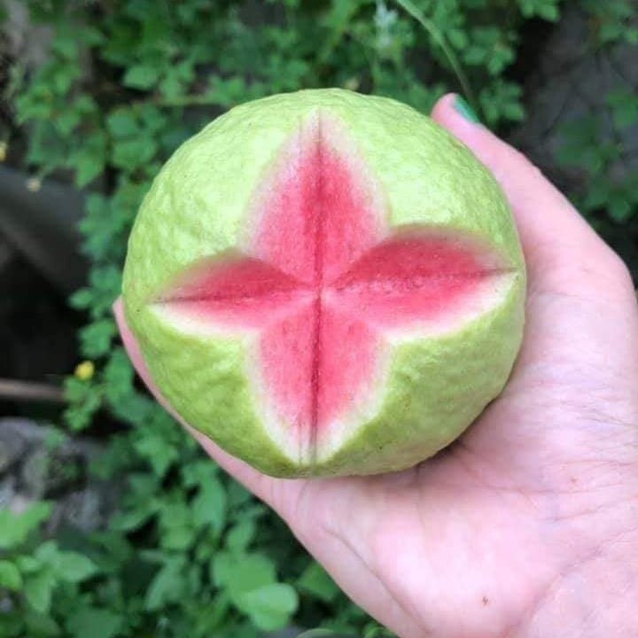 1 Ruby Red Guava Plant, Fruit Tree Planting Exotic Delicious Tropical ...