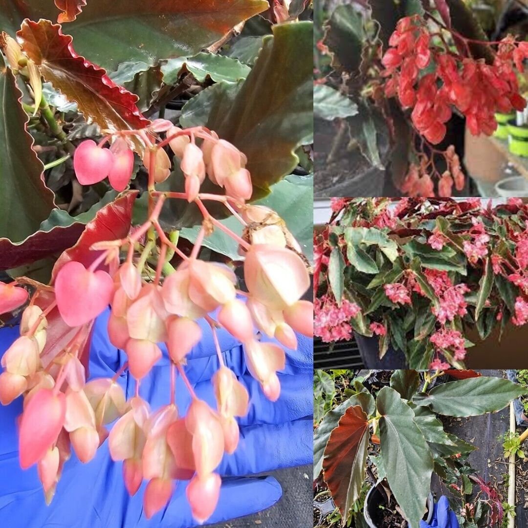 Pink Angel Wing Begonia torch Pink Live Plant Ship in Pot 10 to 12 Tall ...