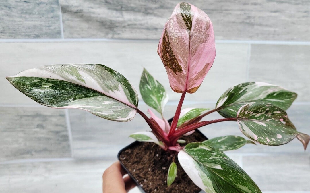 Philodendron Marble Galaxy Pink Princess Rare Live House Plant in 3 Pot ...