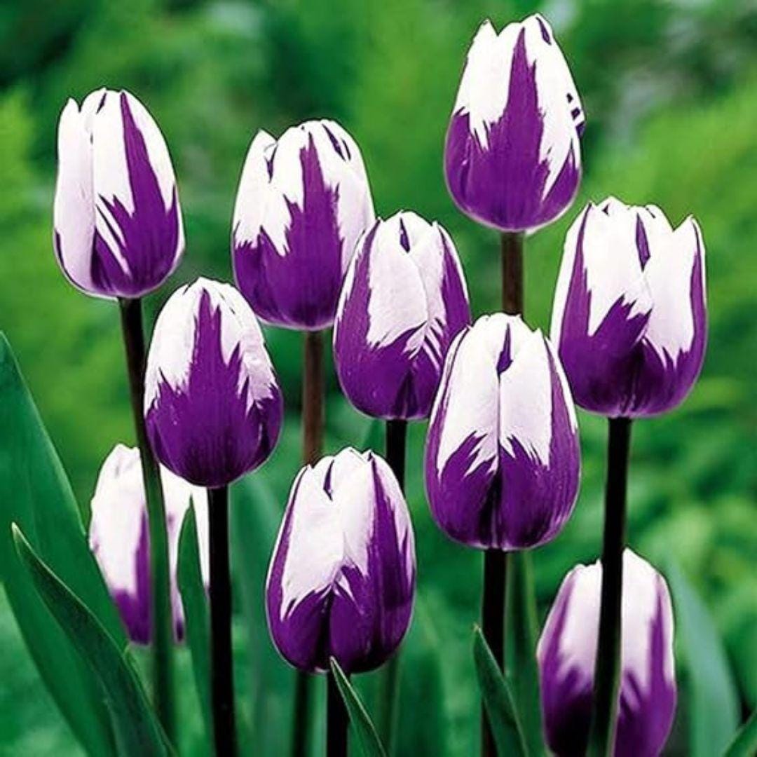 10 Bulbs Purple and White Tulip Bulbs for Planting Purple Flaming Flag ...