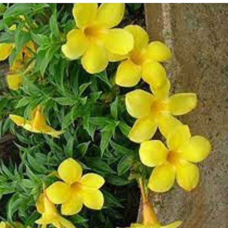Golden Brazilian Jasmine Plant Indoors/out Mandevilla in Pot 2 to 5 ...