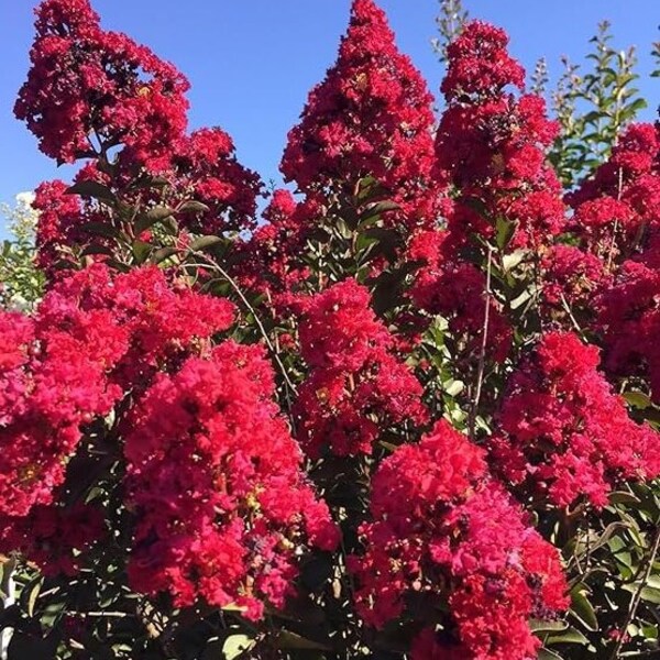 Crape Myrtle Plant - Etsy