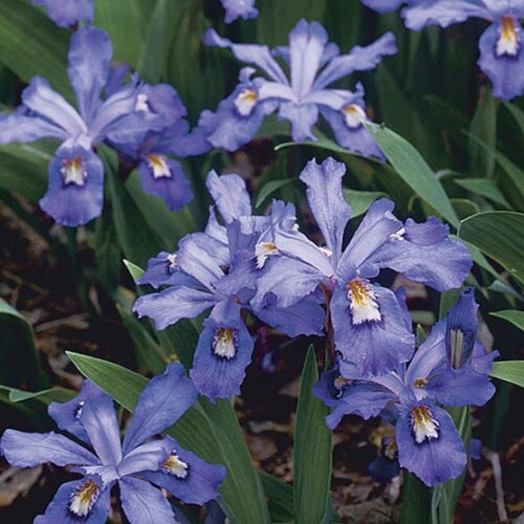 5 Blue Purple Iris Cristata dwarf Crested Iris Plants, Cristata Roots ...