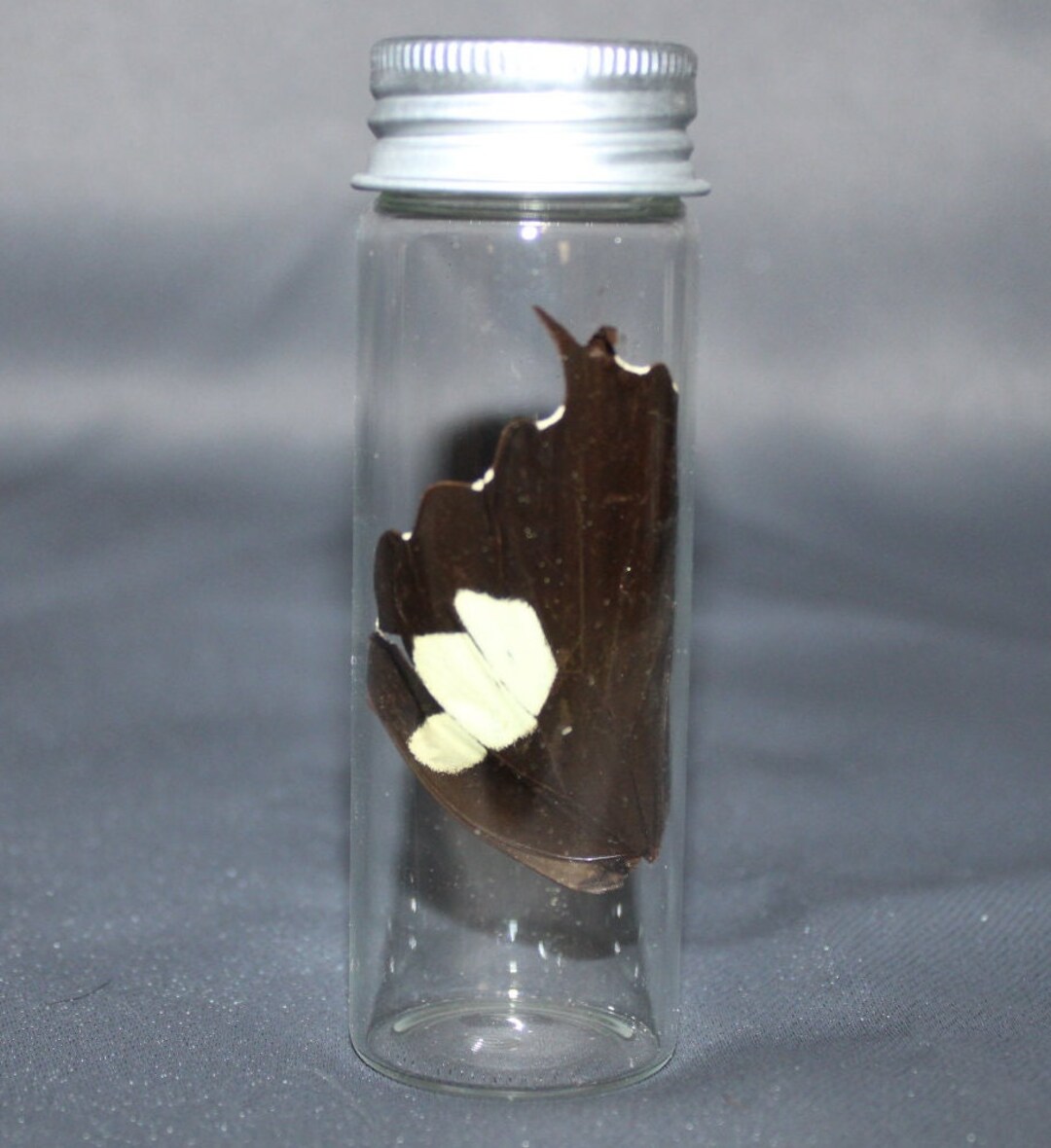 Butterfly Wing in Vial - Etsy