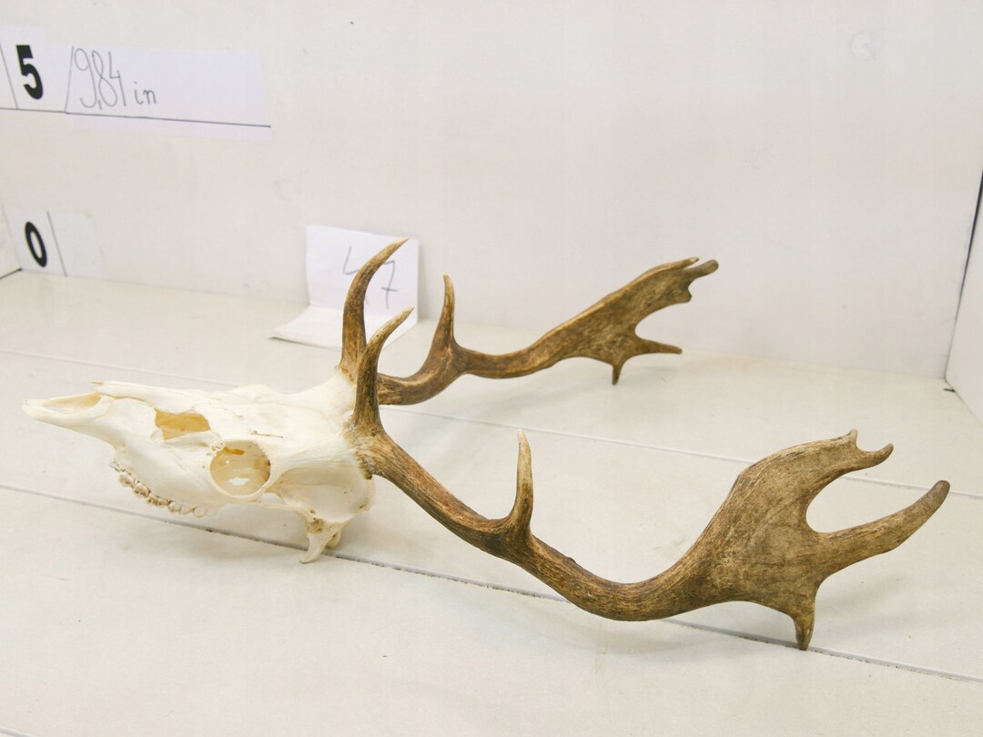 47/ Fallow Deer Trophy With Natural Skull Antlers Horns Wall - Etsy