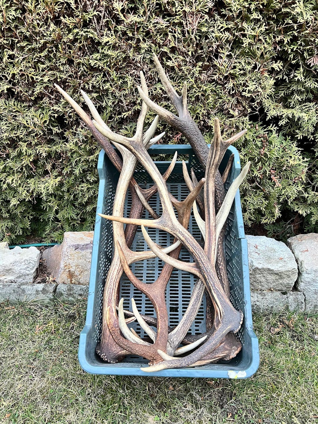 1 Kg / Whole Super Fresh Natural Red Deer Antlers / Elements of Art ...