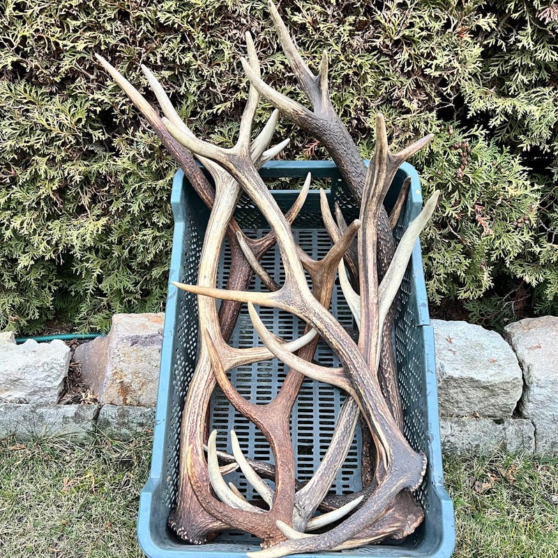 Bush Antlered Deer 3d Antlers - Etsy New Zealand
