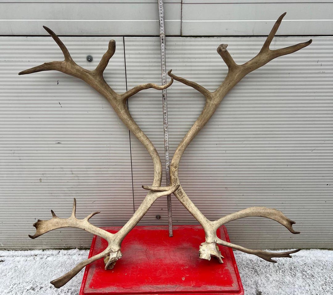 Big Pair of Antlers Set of Reindeer Natural Nice Form Unique Decoration ...