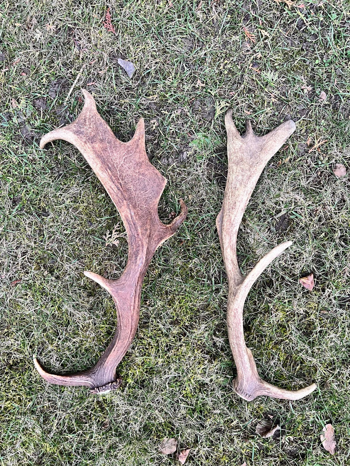 1 Kg / Whole Super Fresh Natural Fallow Deer Antlers / Elements of Art ...