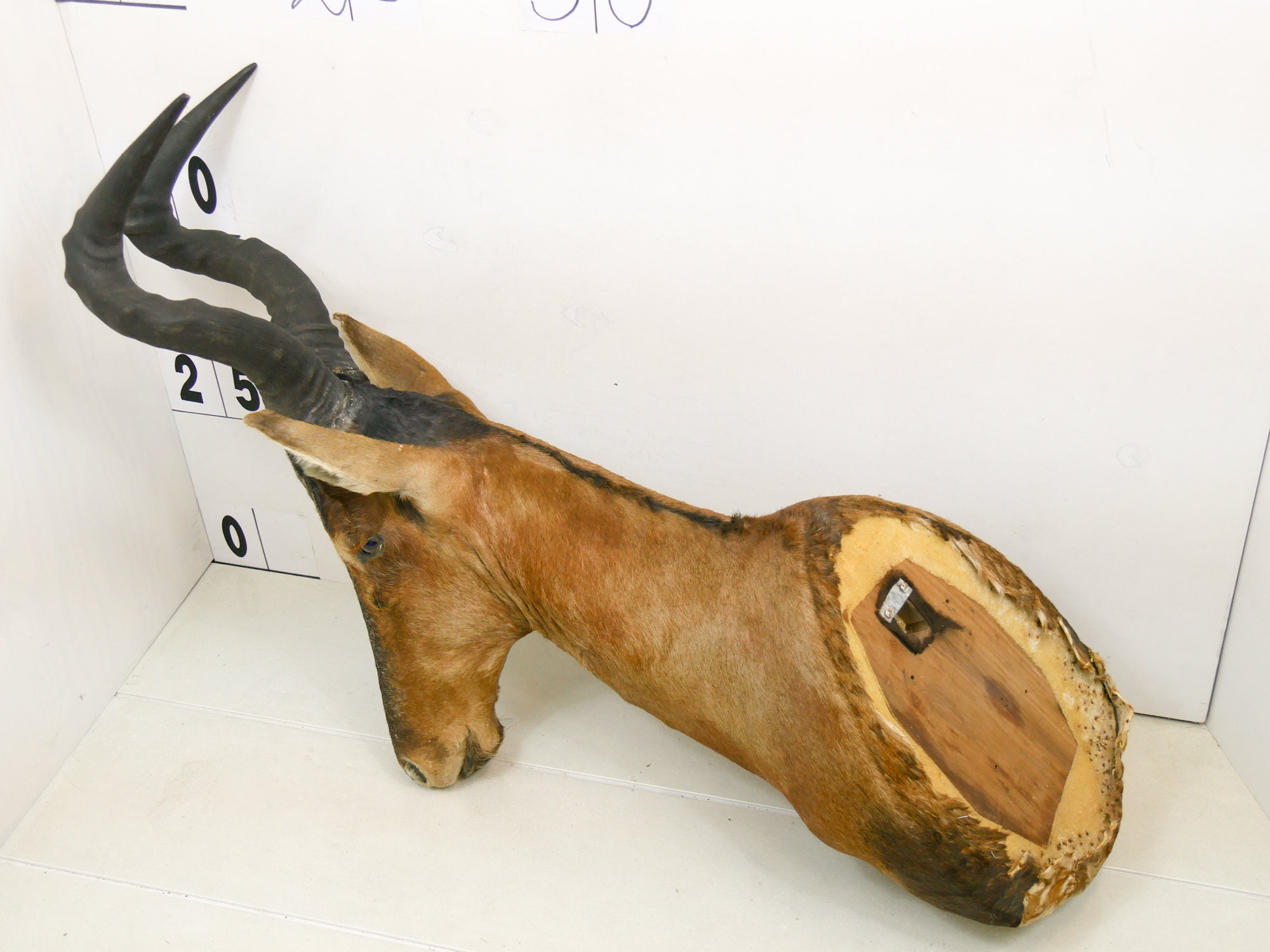 A Huge Majestic Antelope With Enormous Natural Antlers Trophy - Etsy