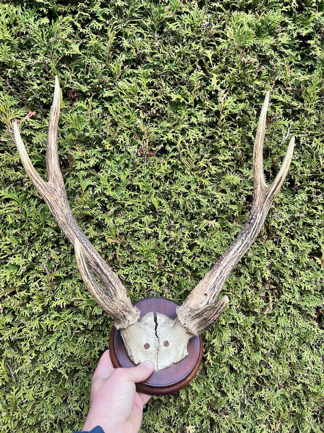 Sika Deer Trophy With Natural Skull Antlers Horns Wall Decoration Art ...