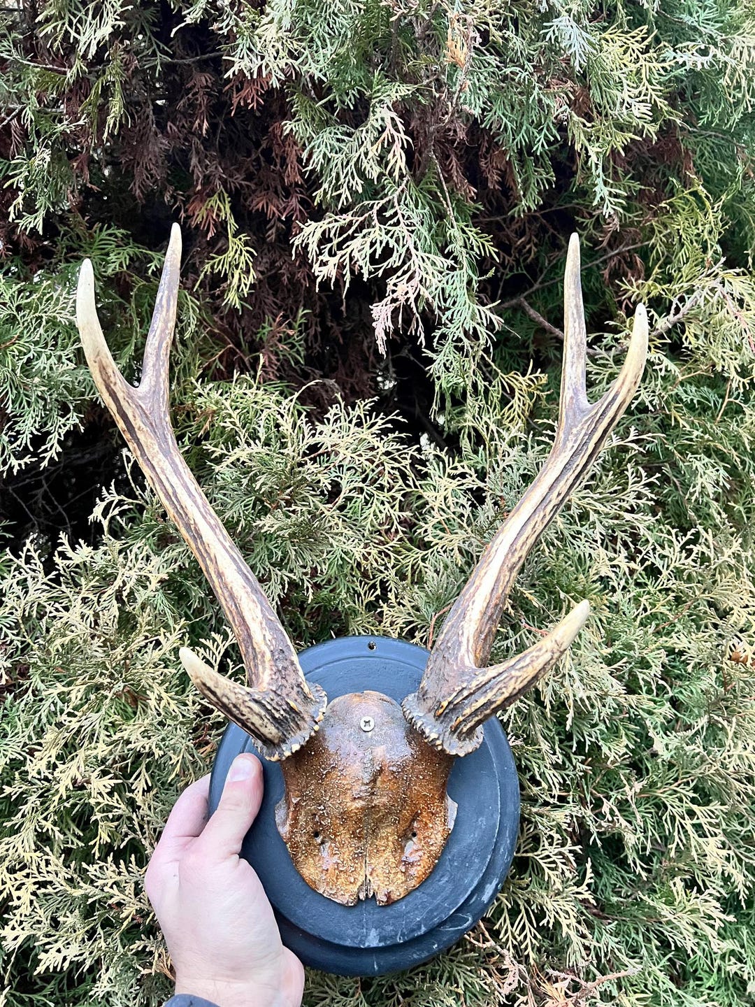 Sika Deer Trophy With Natural Skull Antlers Horns Wall Decoration Art ...