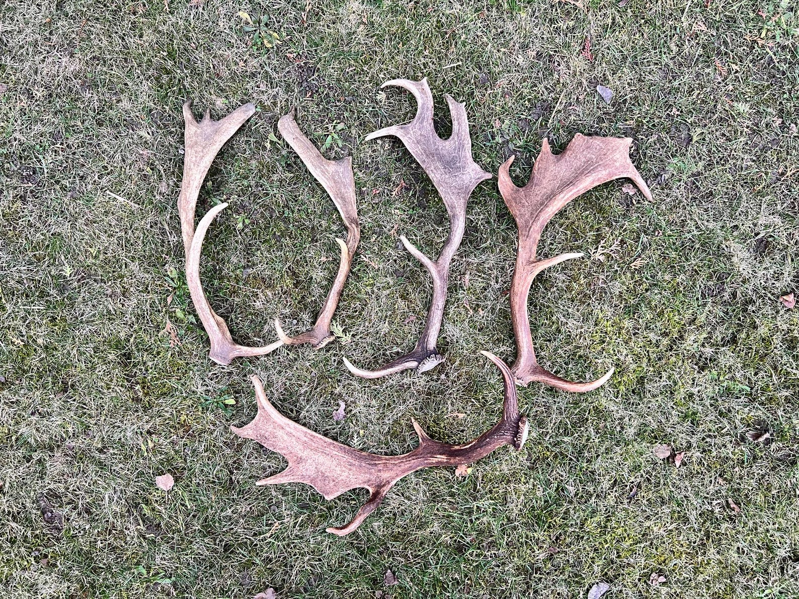1 Kg / Whole Super Fresh Natural Fallow Deer Antlers / Elements of Art ...