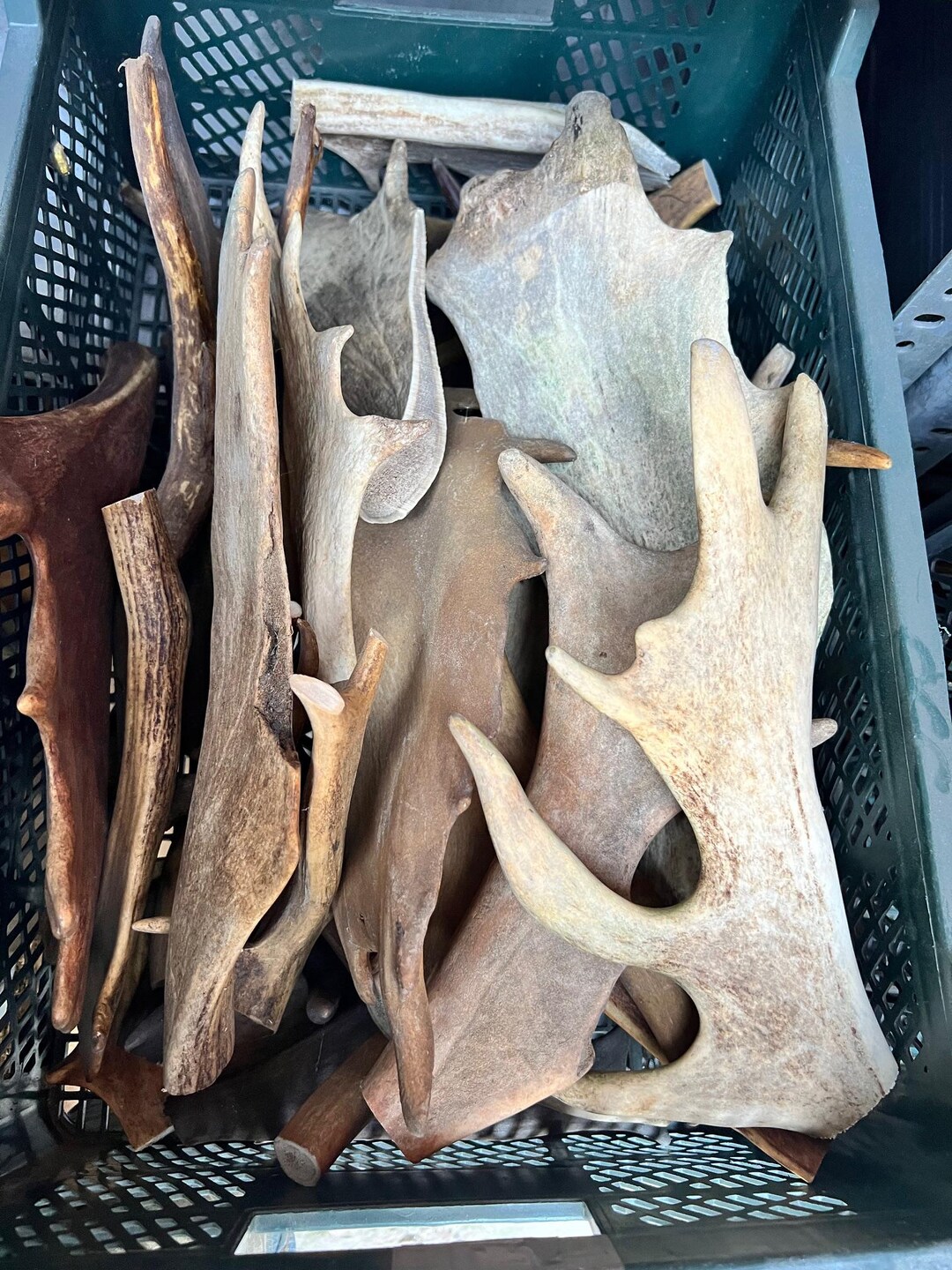 1 Kg / 2-6 / 20-40 Cm Natural Fallow Deer Antlers Elements of Art ...