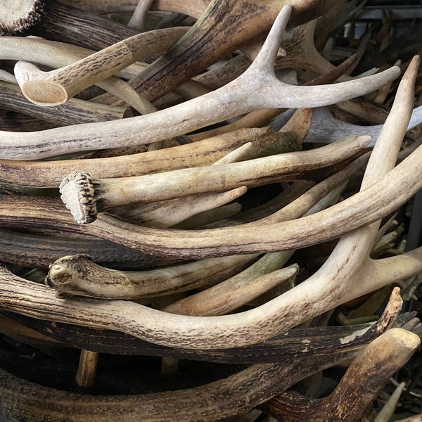 Antlers - Etsy
