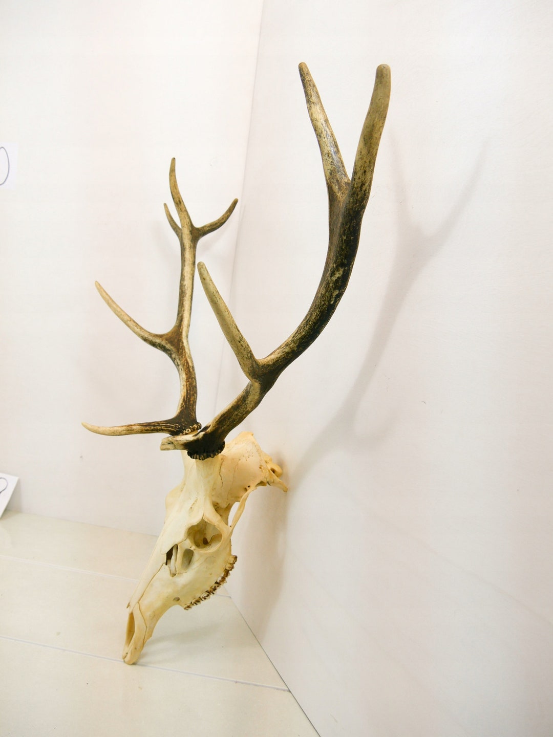 189/ Red Deer Trophy With Natural Skull Antlers Horns Wall Decoration ...