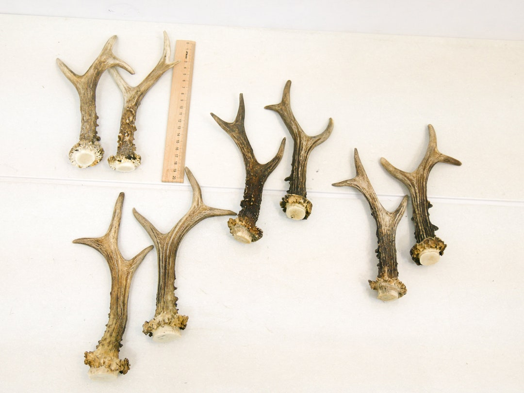 15-23 Cm / Natural Cut Pairs Roe Deer Antlers - Long 15-23cm / 5,9-9,06 ...
