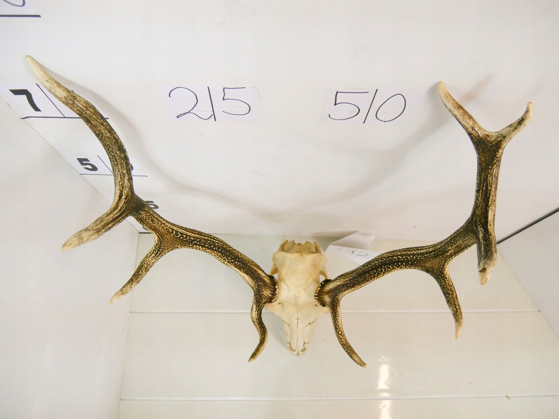 192 Red Deer Trophy With Natural Skull Antlers Horns Wall - Etsy