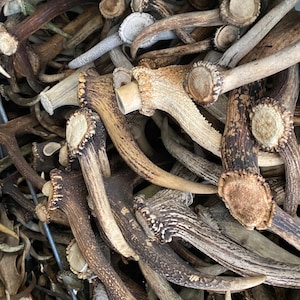 1 Piece / Sizes From 10-50 Cm / Natural Red Deer Antlers / Elements of ...