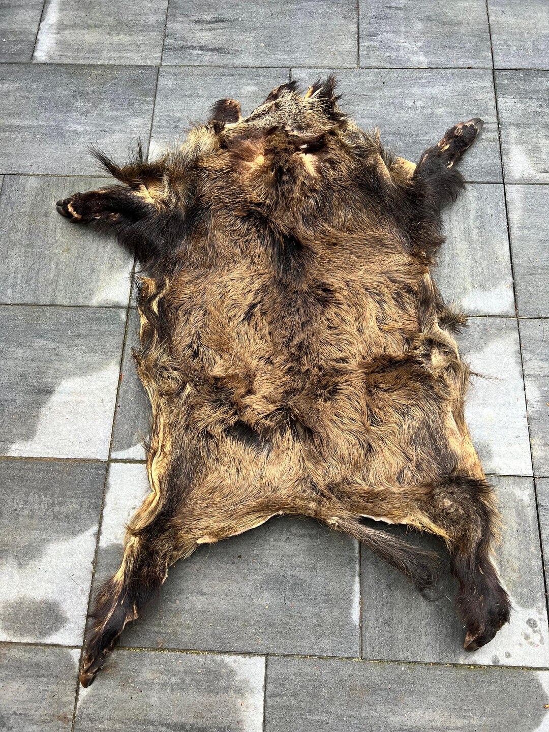 Natural Big Skin, Fur of Wild Boar Wall Decoration Art Unique 145 Cm X ...