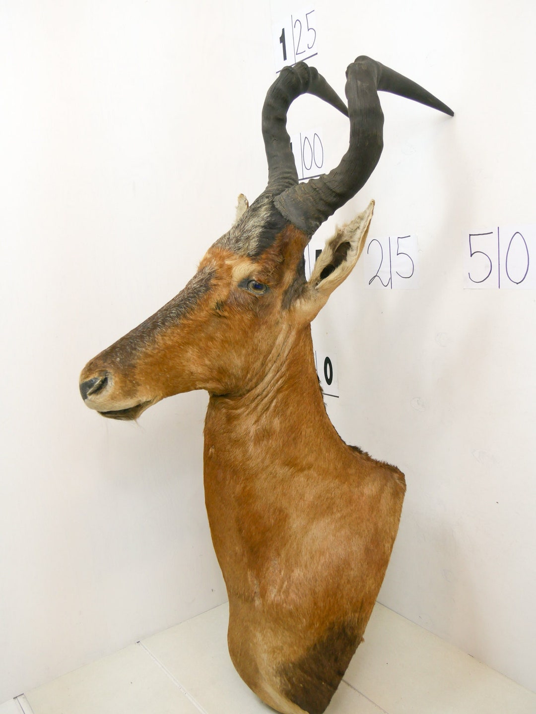 A Huge, Majestic Antelope With Enormous Natural Antlers Trophy Africa ...