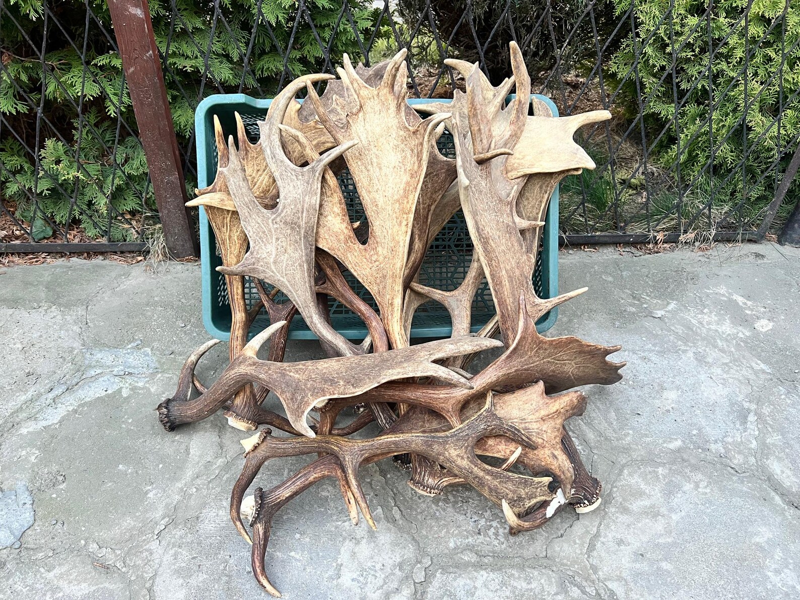 Wholesale Offer FRESH Natural Fallow Deer Antlers 5 - 1000 Kg - Etsy