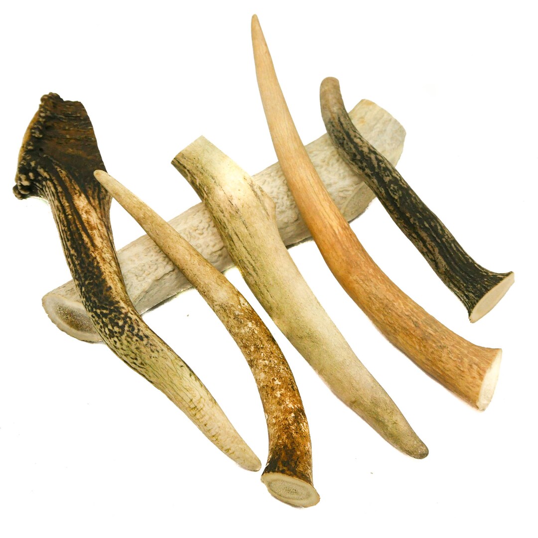 1 Kg / Sizes From 10-50 Cm / 2-20 Pieces / Natural Red Deer Antlers ...