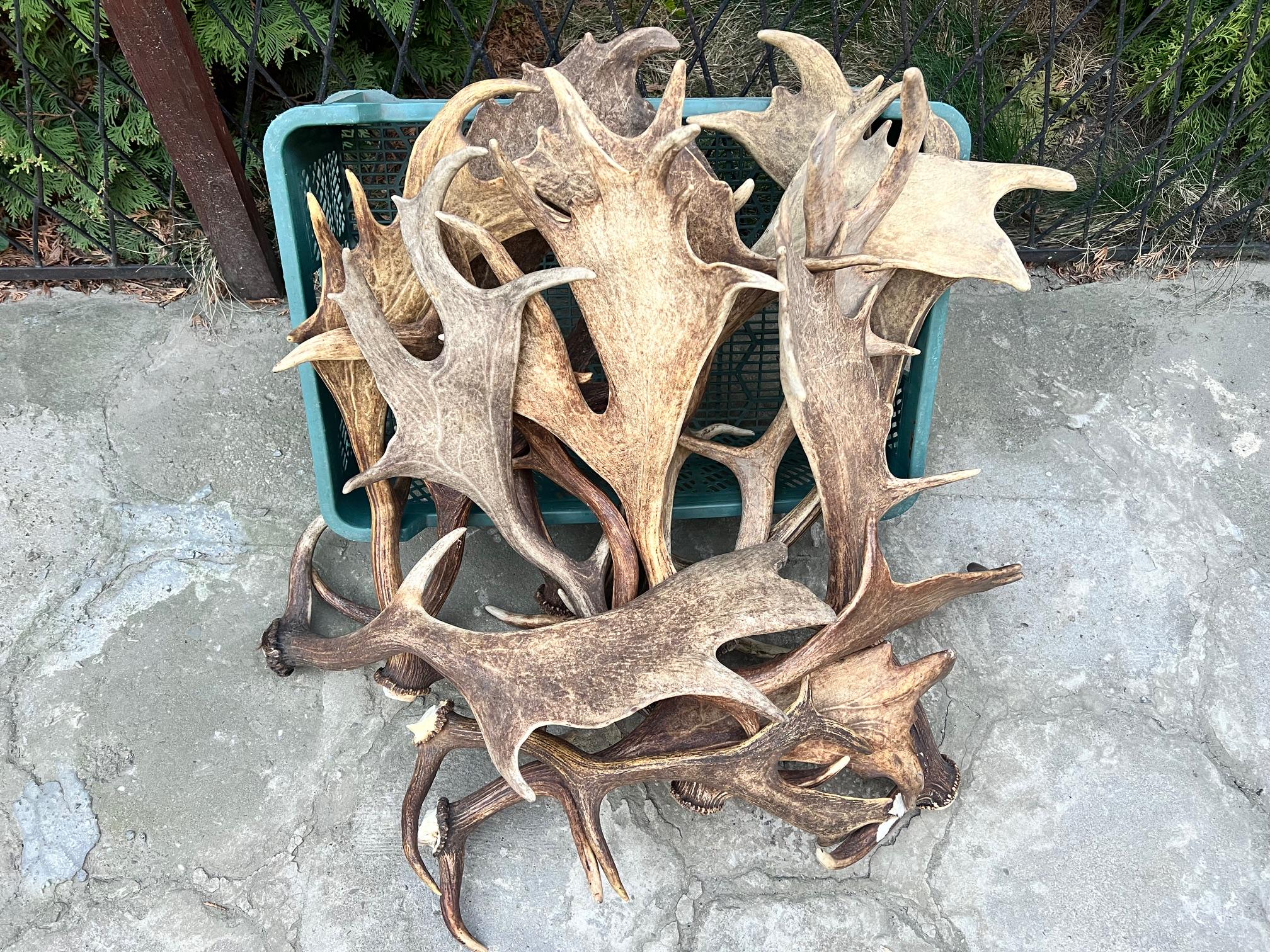 Wholesale Offer FRESH Natural Fallow Deer Antlers 5 - 1000 Kg - Etsy