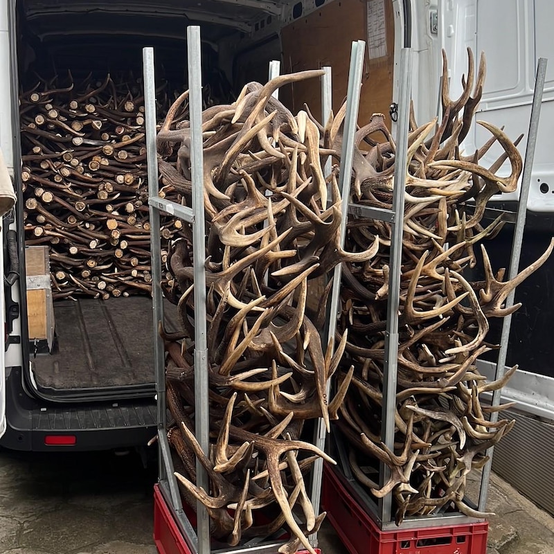 Real Deer Antlers - Etsy