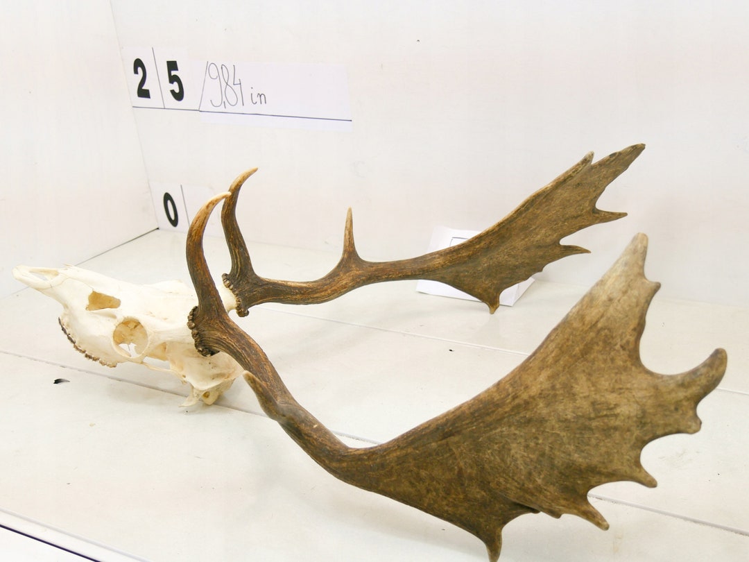 53/ Fallow Deer Trophy With Natural Skull Antlers Horns Wall - Etsy