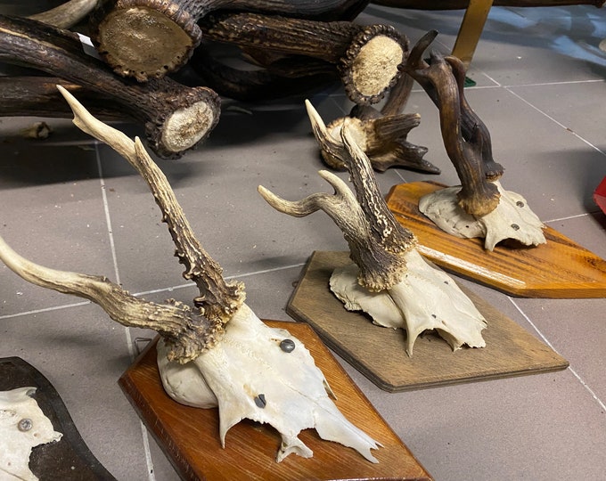 Set of 4 Unique Unnormal Roe Deer With Natural Antlers Skull Trophy You ...