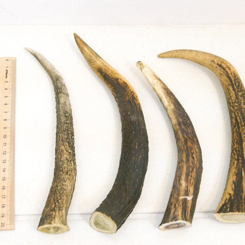 Deer Antler Decor - Etsy