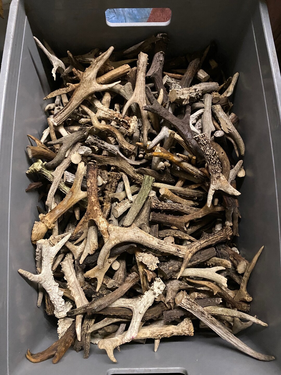 1 Kg / 5-13 Cm / Natural Roe Deer Antlers / Elements of Art, Decoration ...