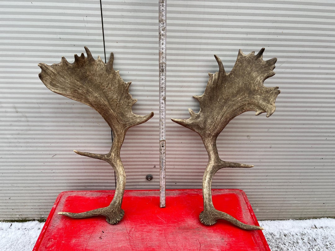 Natural Fallow Deer Orginal Pair Found in Forest - Etsy