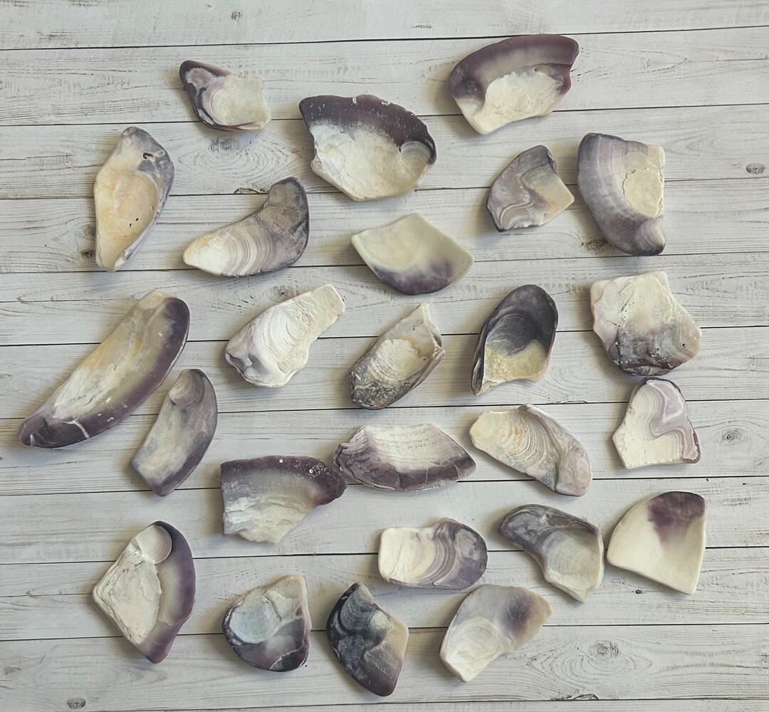 Wampum Shells Pieces, Cape Cod - Etsy