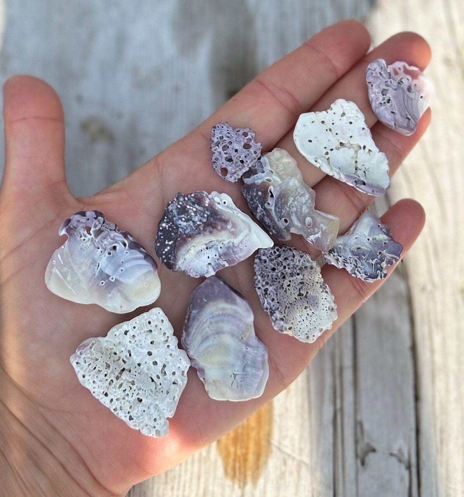 Holey Wampum Shells, Cape Cod Shells, Sea Shells, Bulk Sea Shells ...