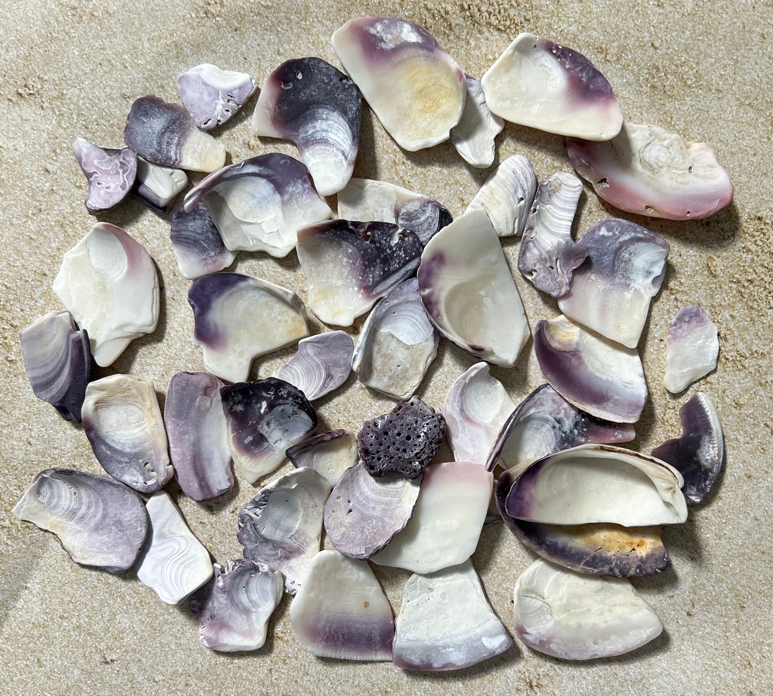 Wampum Shells Pieces, Cape Cod Approximately 45 Pieces Wampum Shells ...