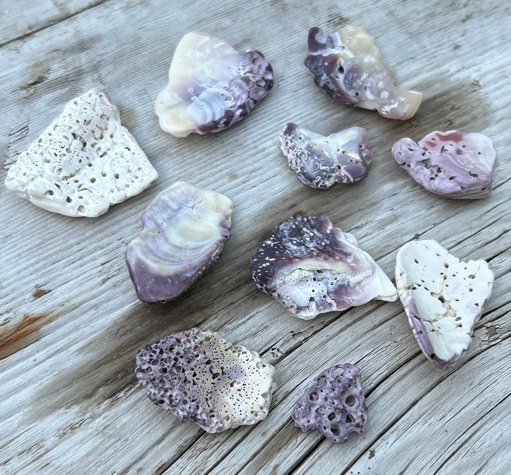 Holey Wampum Shells, Cape Cod Shells, Sea Shells, Bulk Sea Shells ...