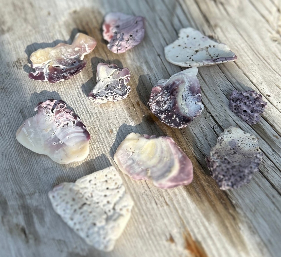 Holey Wampum Shells, Cape Cod Shells, Sea Shells, Bulk Sea Shells ...