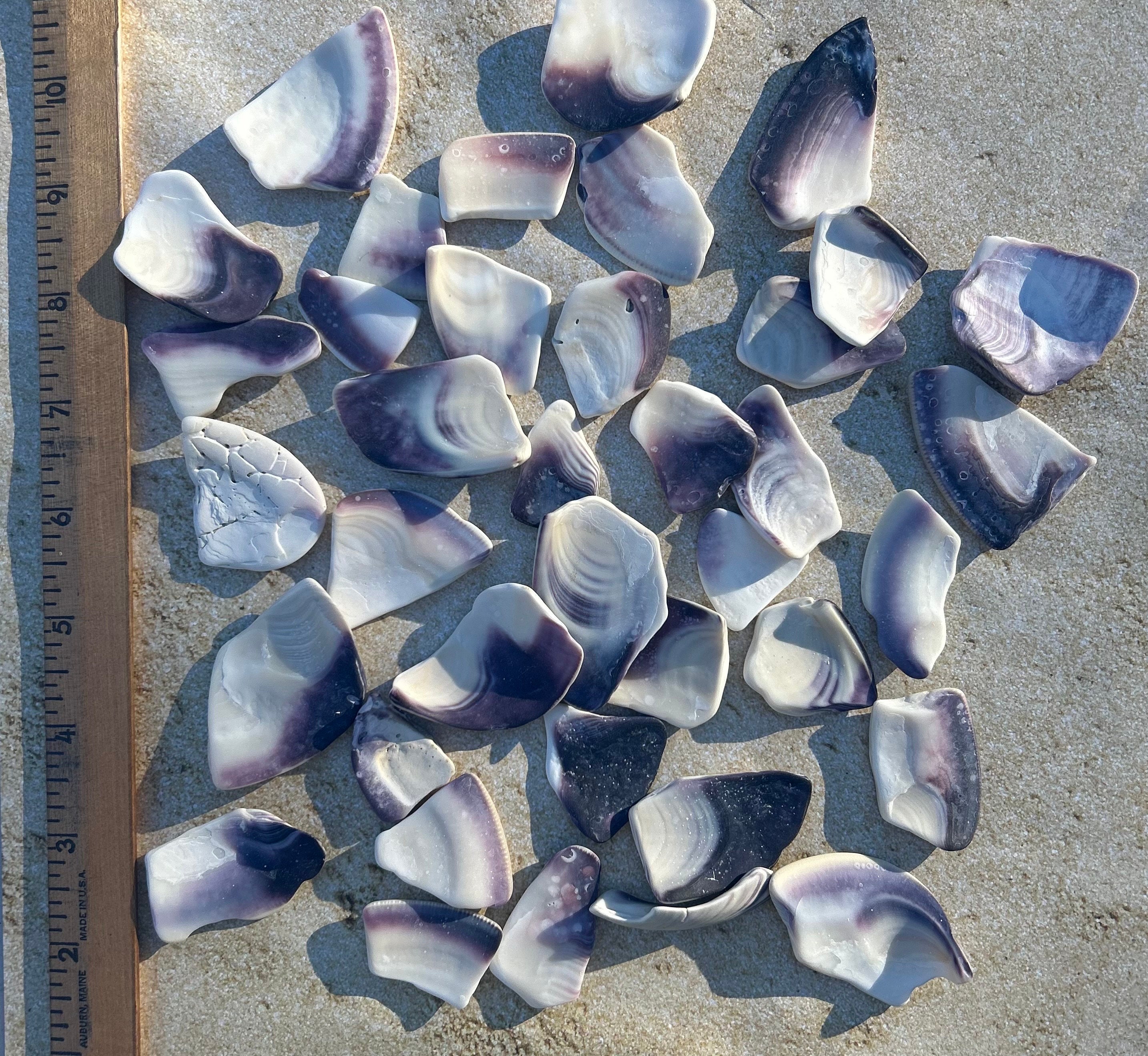 Wampum Shells Pieces, Cape Cod Approximately 45 Pieces Wampum Shells ...