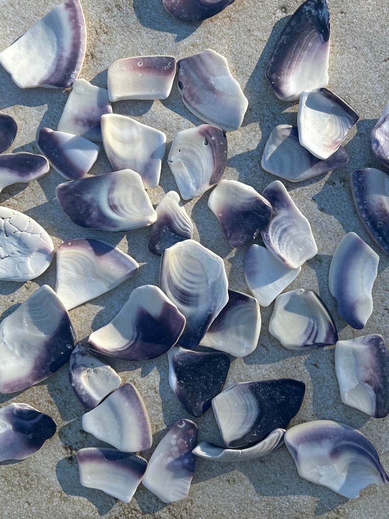 Wampum Shells Pieces, Cape Cod Approximately 45 Pieces Wampum Shells ...