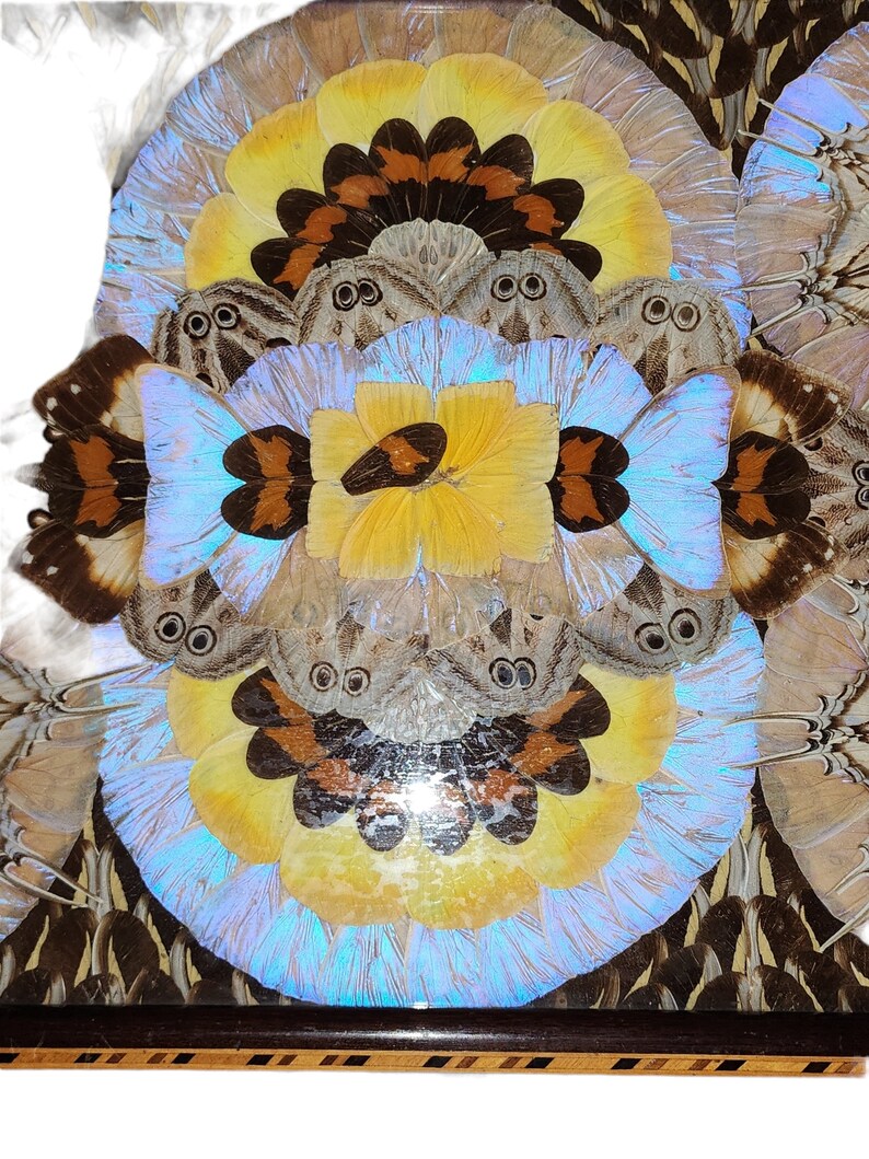 Victorian Mahogany Inlaid Butterfly Tray - Etsy