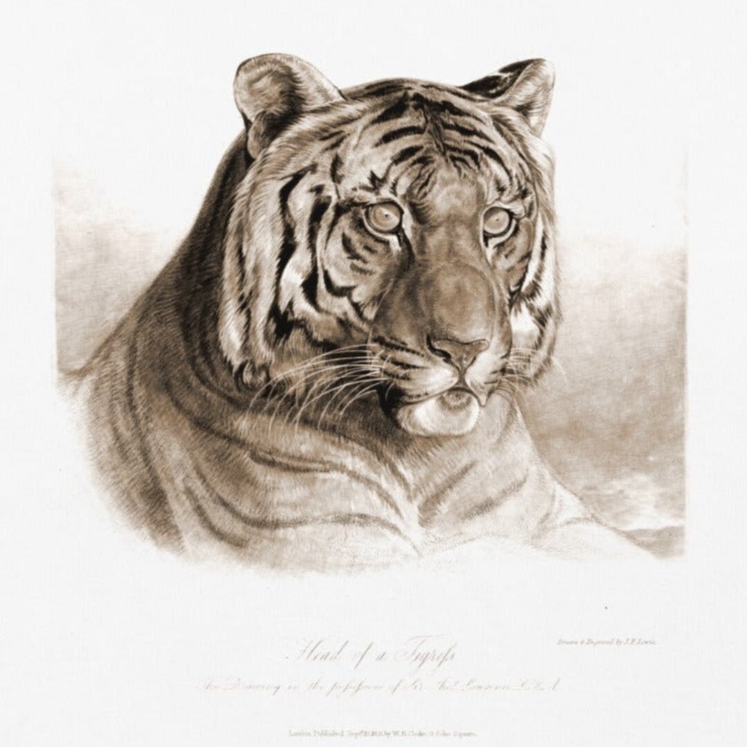 Head of a Tigress Fine Art T-shirt - Etsy