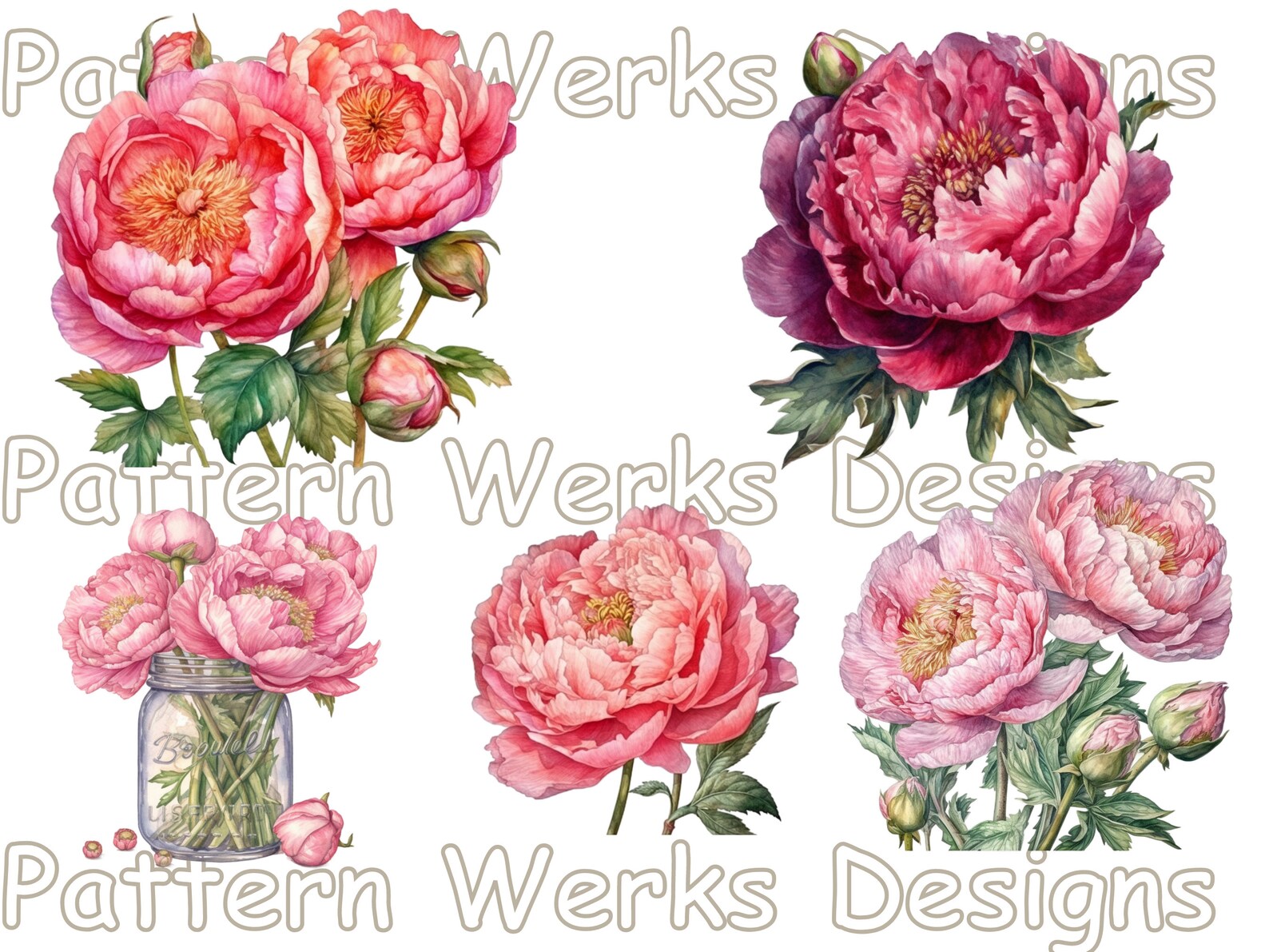 Aquarell rosa Pfingstrose Clip Art -- PNG Format -- Transparenter ...