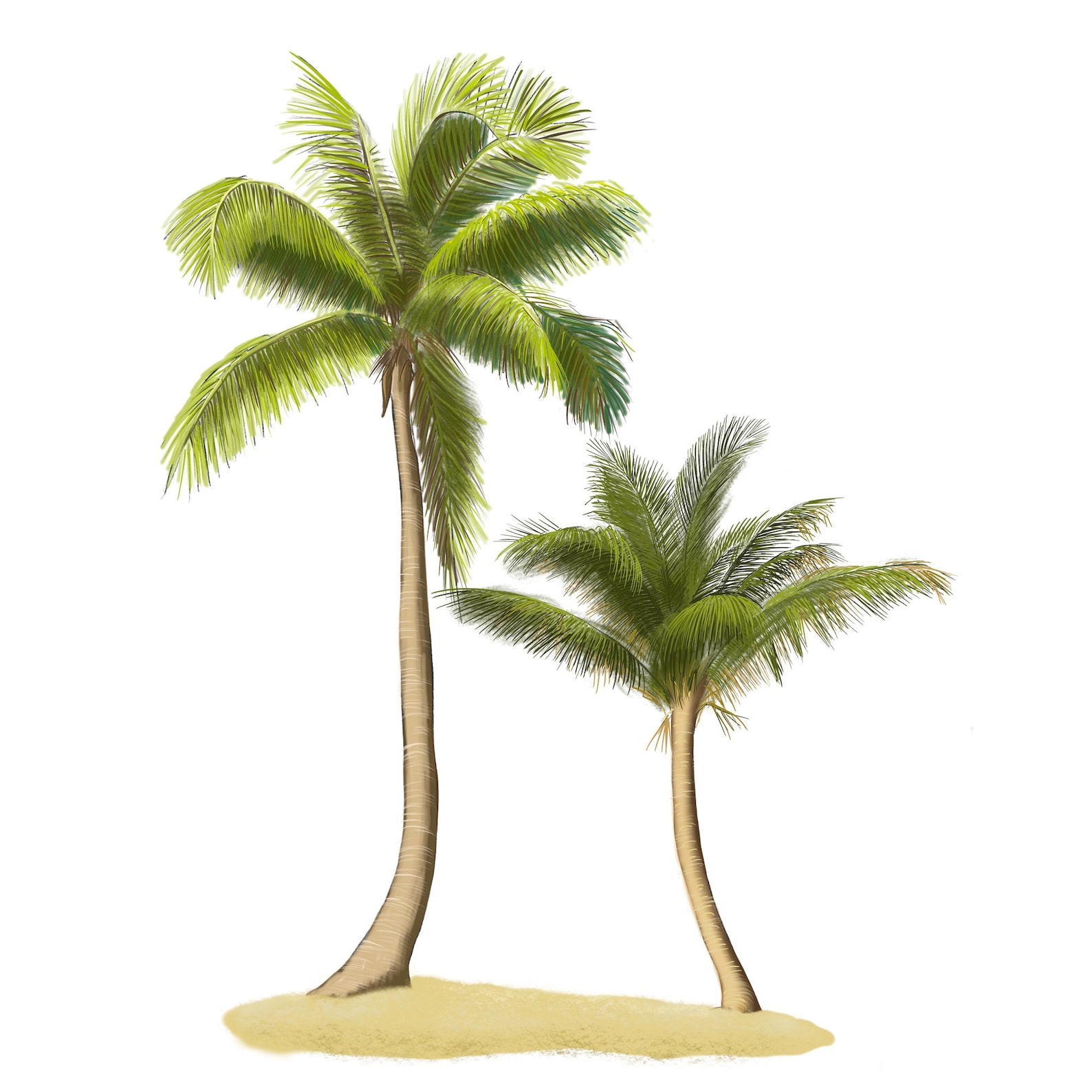 Palm Tree Palm Tree PNG Palm Tree Digital Digital Download - Etsy