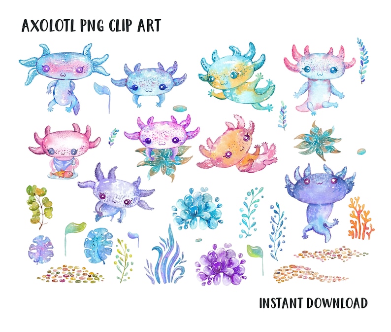 Axolotl PNG Clip Art Watercolor Cute Animal Kawaii - Etsy