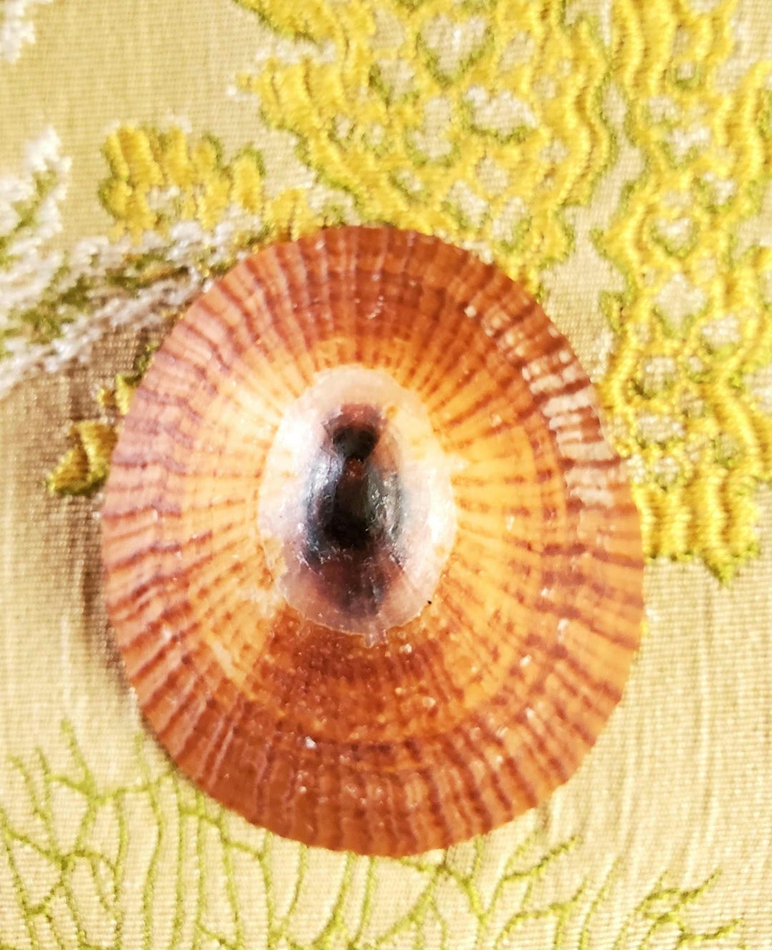 Hawaiian Opihi Shell/limpet 3 - Etsy